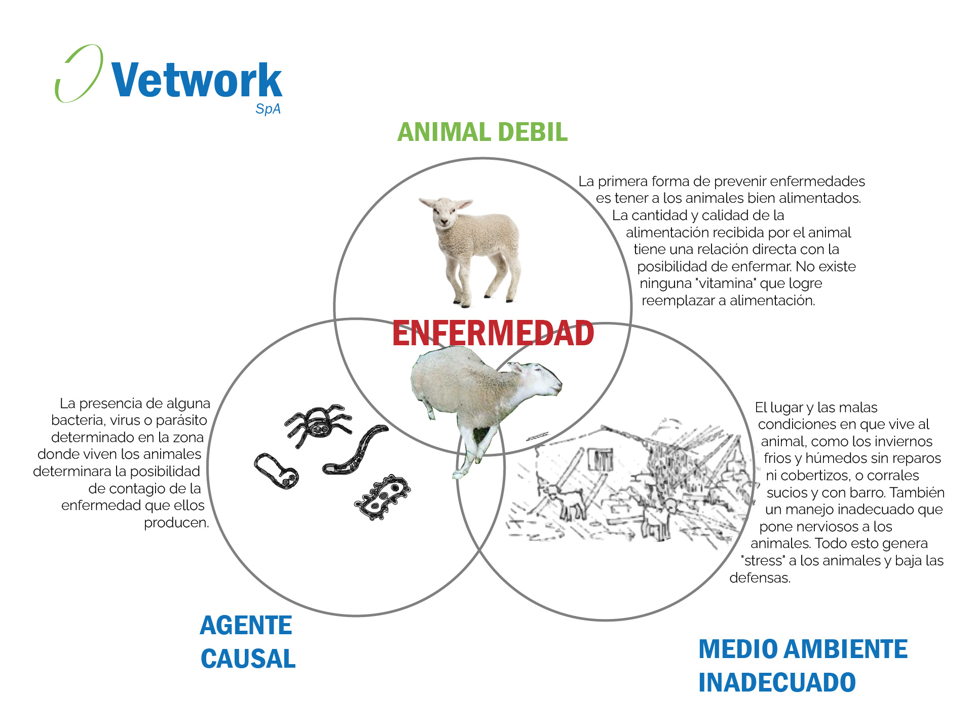 ¿Por qué se enferman nuestras ovejas? – Vetwork